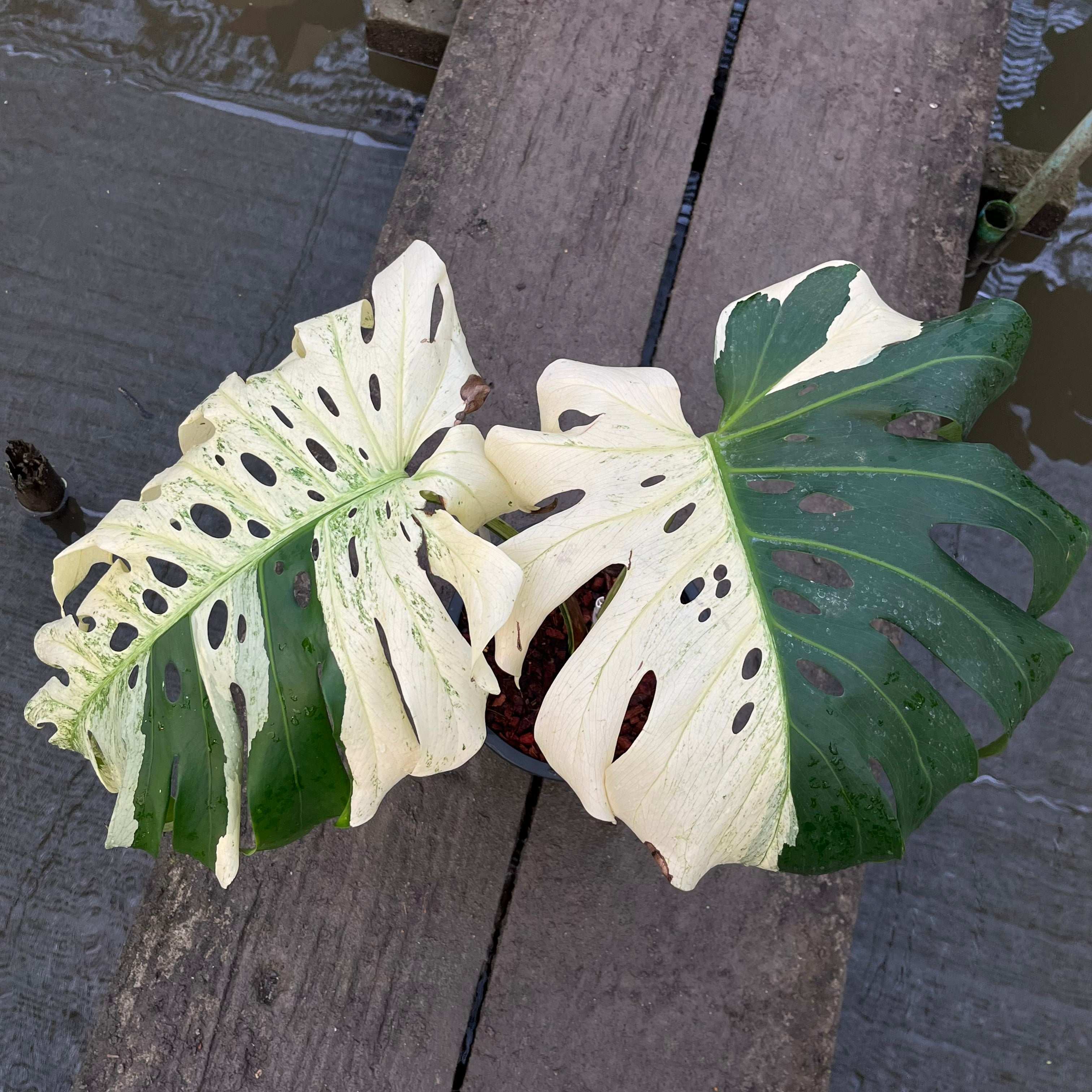 Monstera Deliciosa White Tear - Large Form Mint - Large Size - Exact P ...
