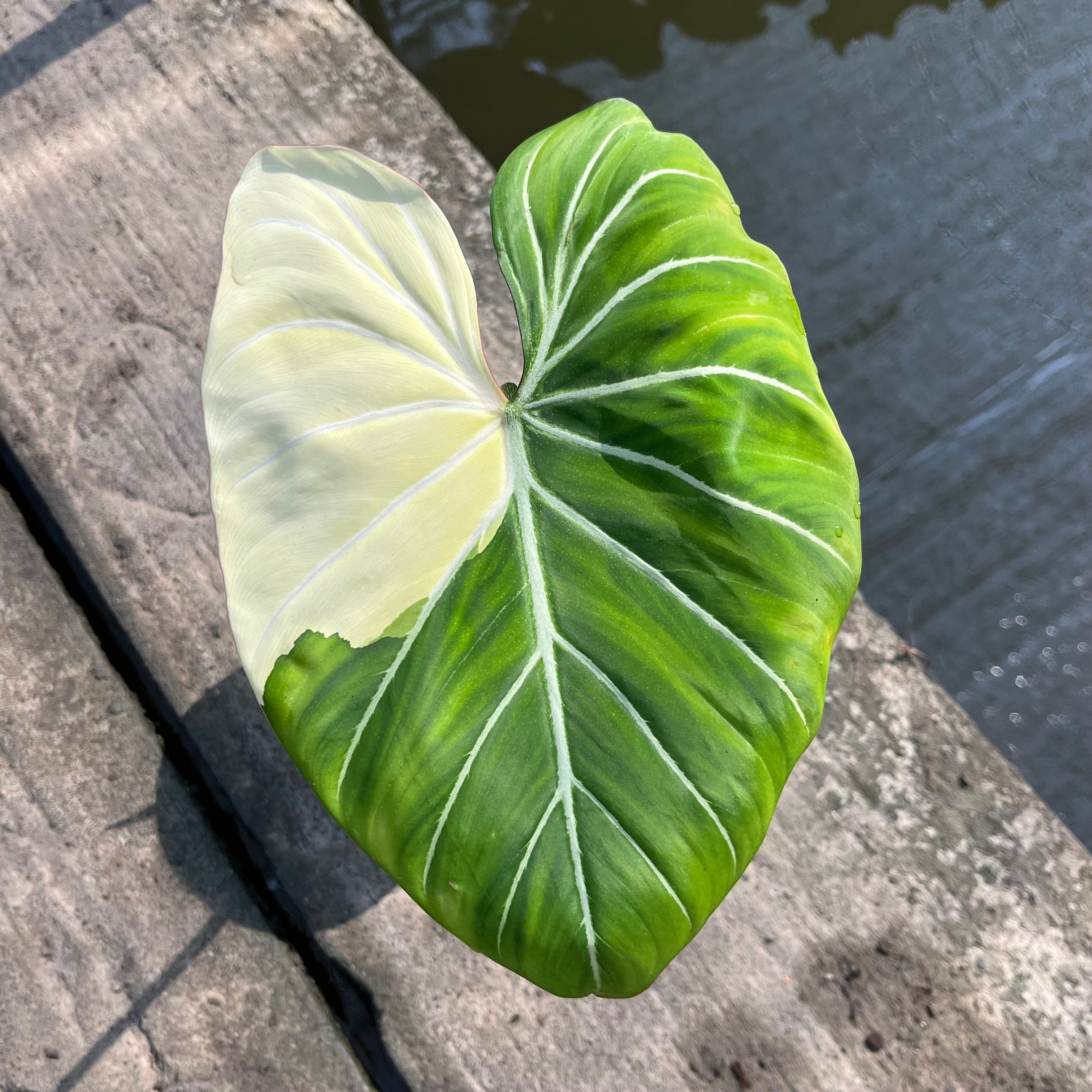 Philodendron Gloriosum Variegated Albo Type1 - Exact Plant (P051 ...
