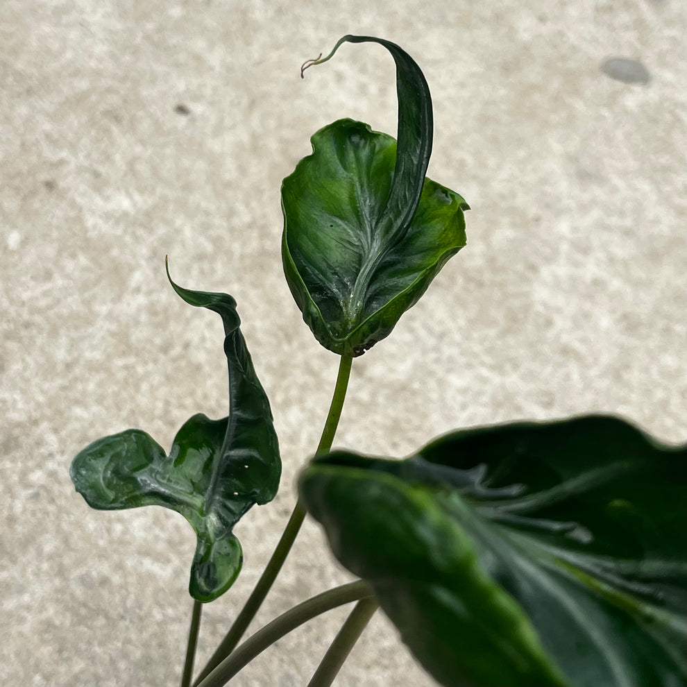 Alocasia Teletubbies – Greenroom Planter