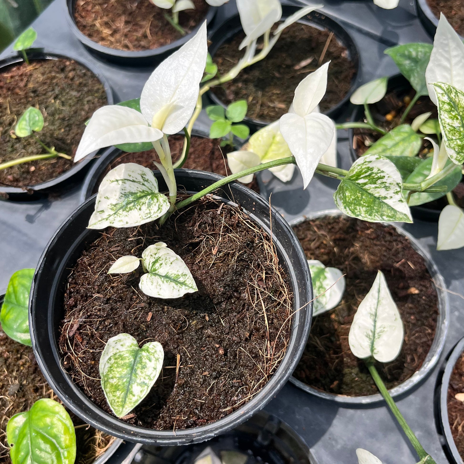 Epipremnum Cebu Blue Variegated Ghost (10 plants) – Greenroom Planter