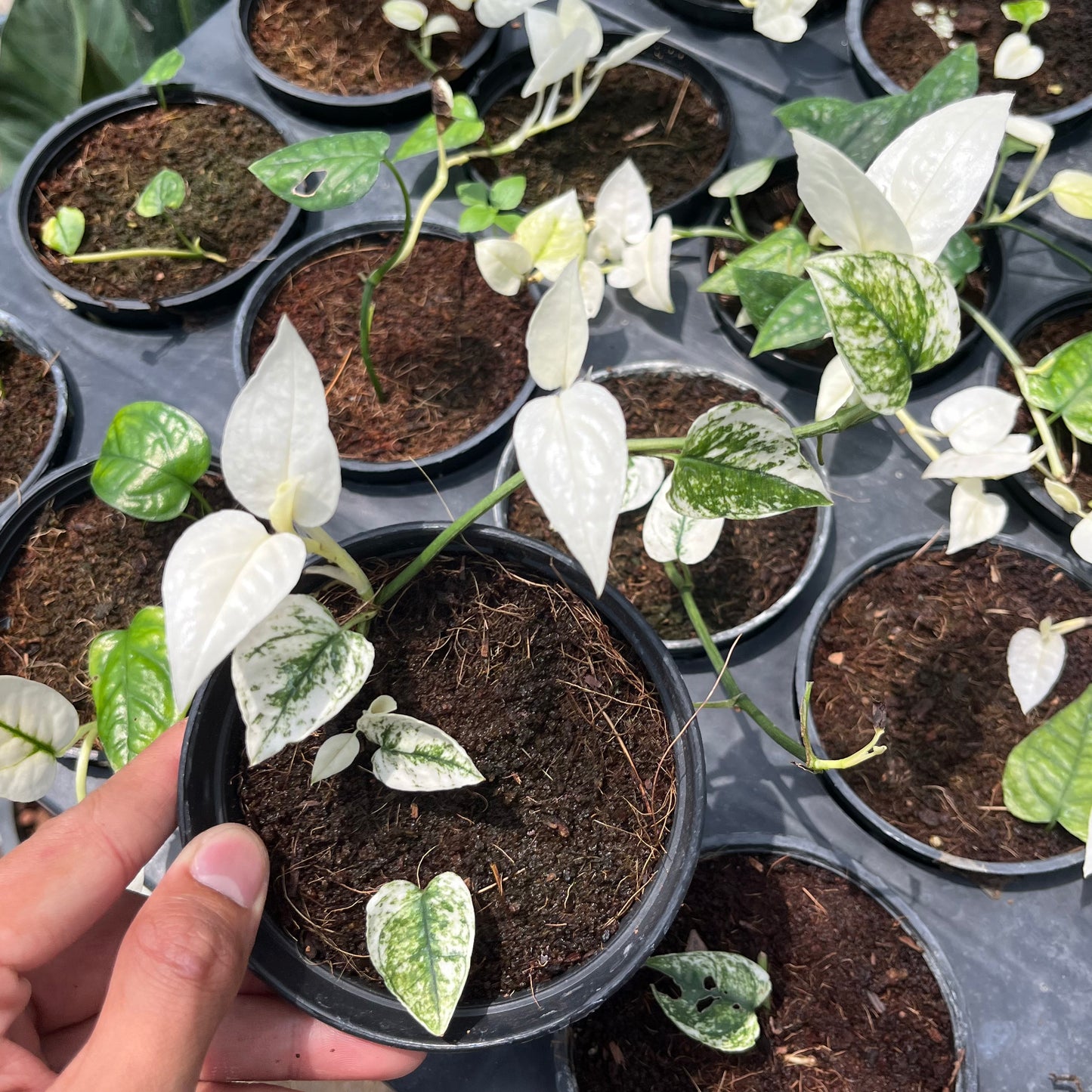 Epipremnum Cebu Blue Variegated Ghost (10 plants) – Greenroom Planter