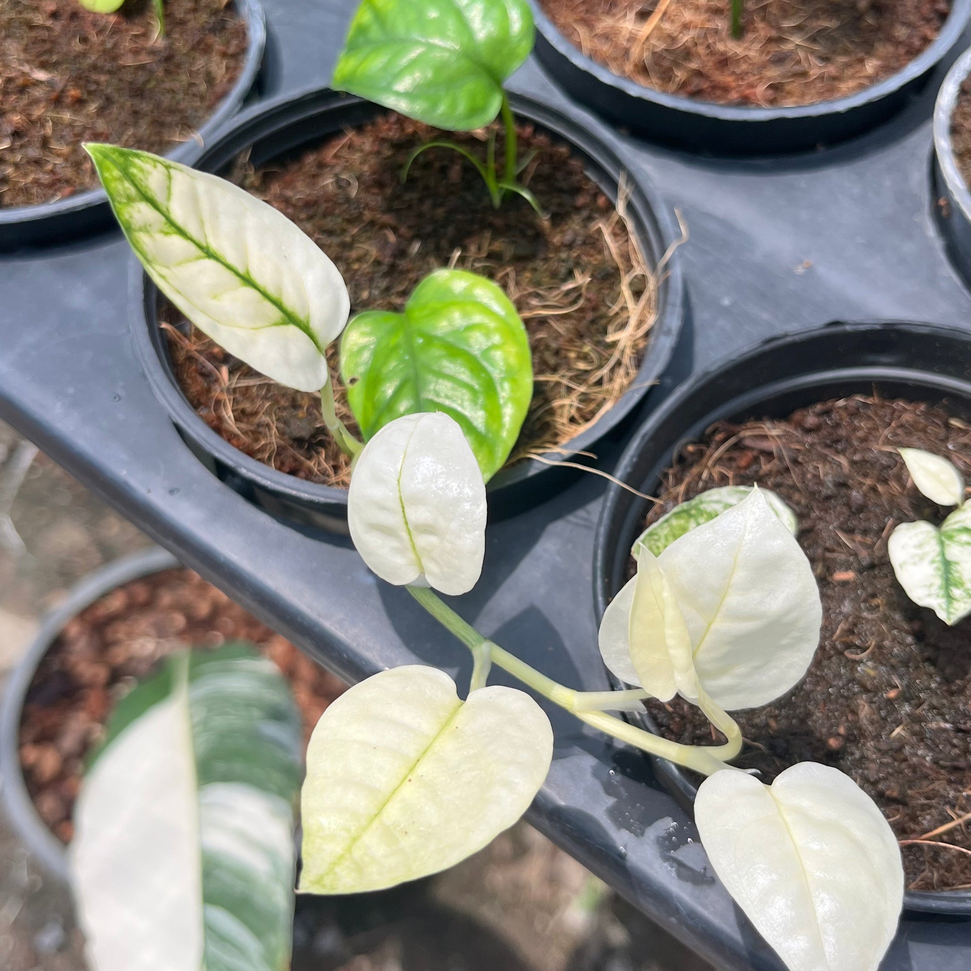 Epipremnum Cebu Blue Variegated Ghost (10 plants) – Greenroom Planter