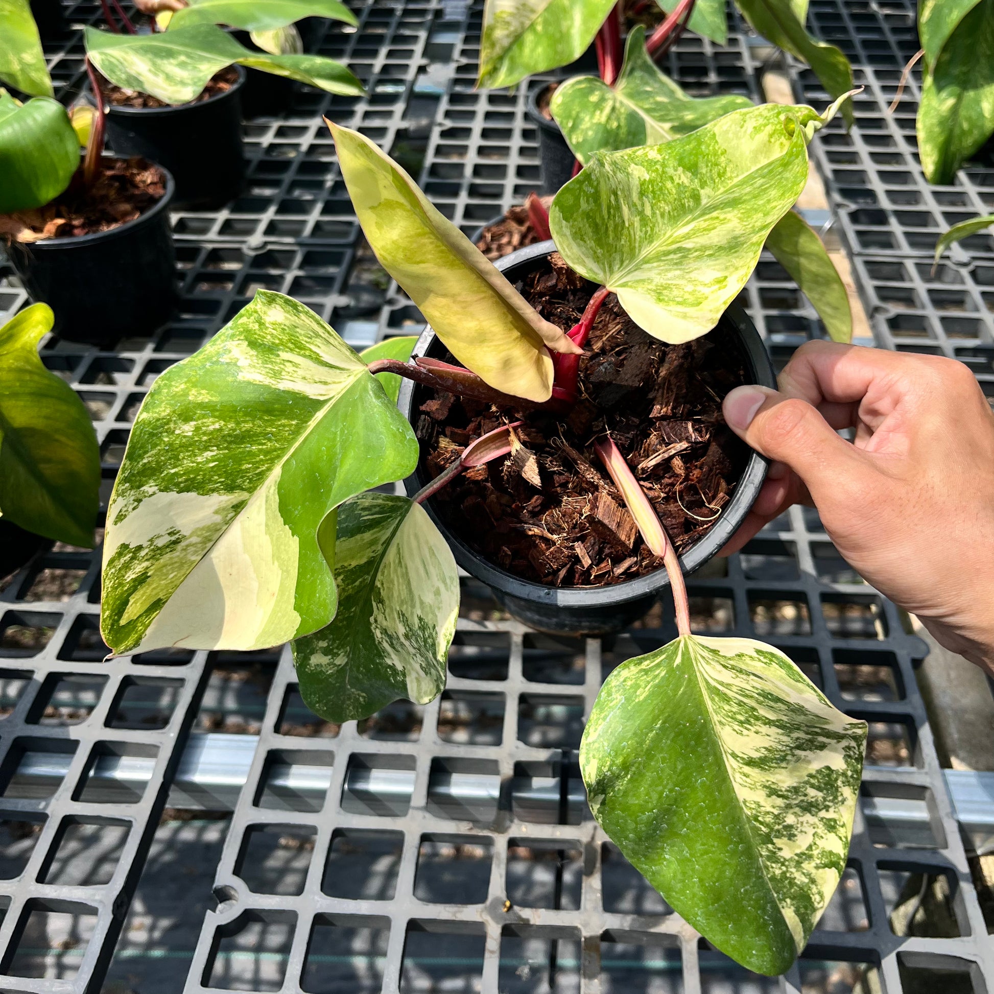 Philodendron Red Emerald Variegated - Strawberry Shake Variegated - Be ...