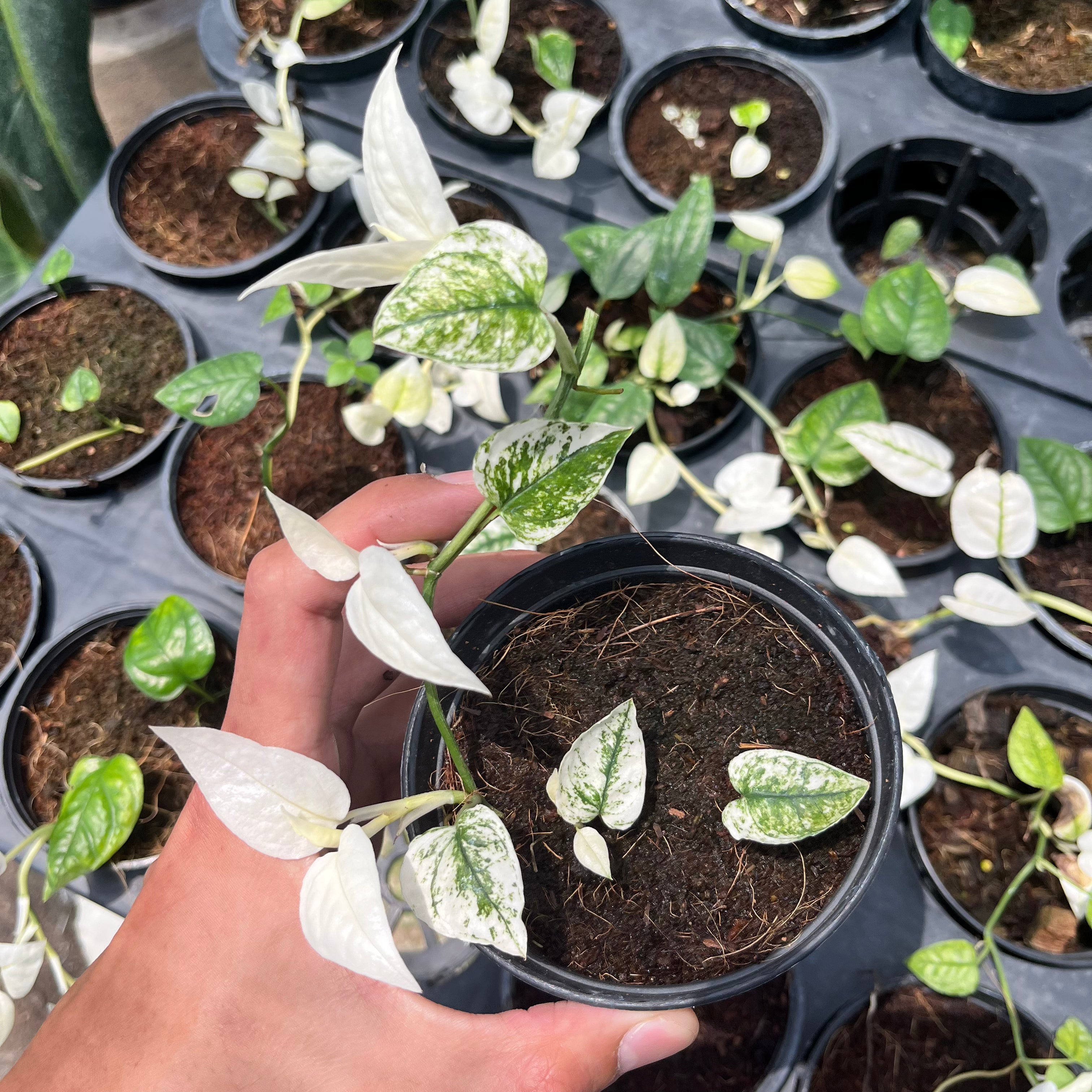 Epipremnum Cebu Blue Variegated Ghost (10 plants) – Greenroom Planter