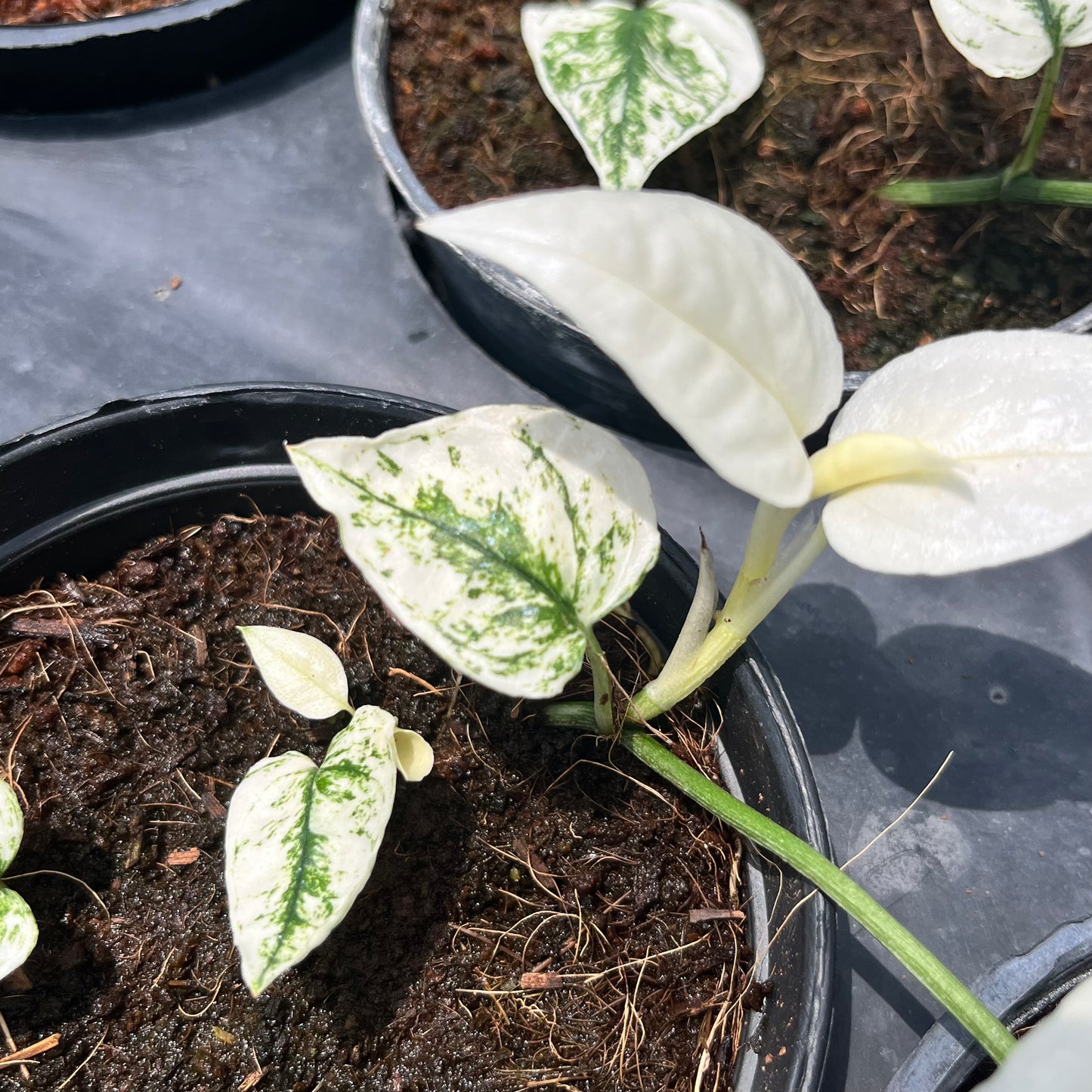 Epipremnum Cebu Blue Variegated Ghost (10 plants) – Greenroom Planter