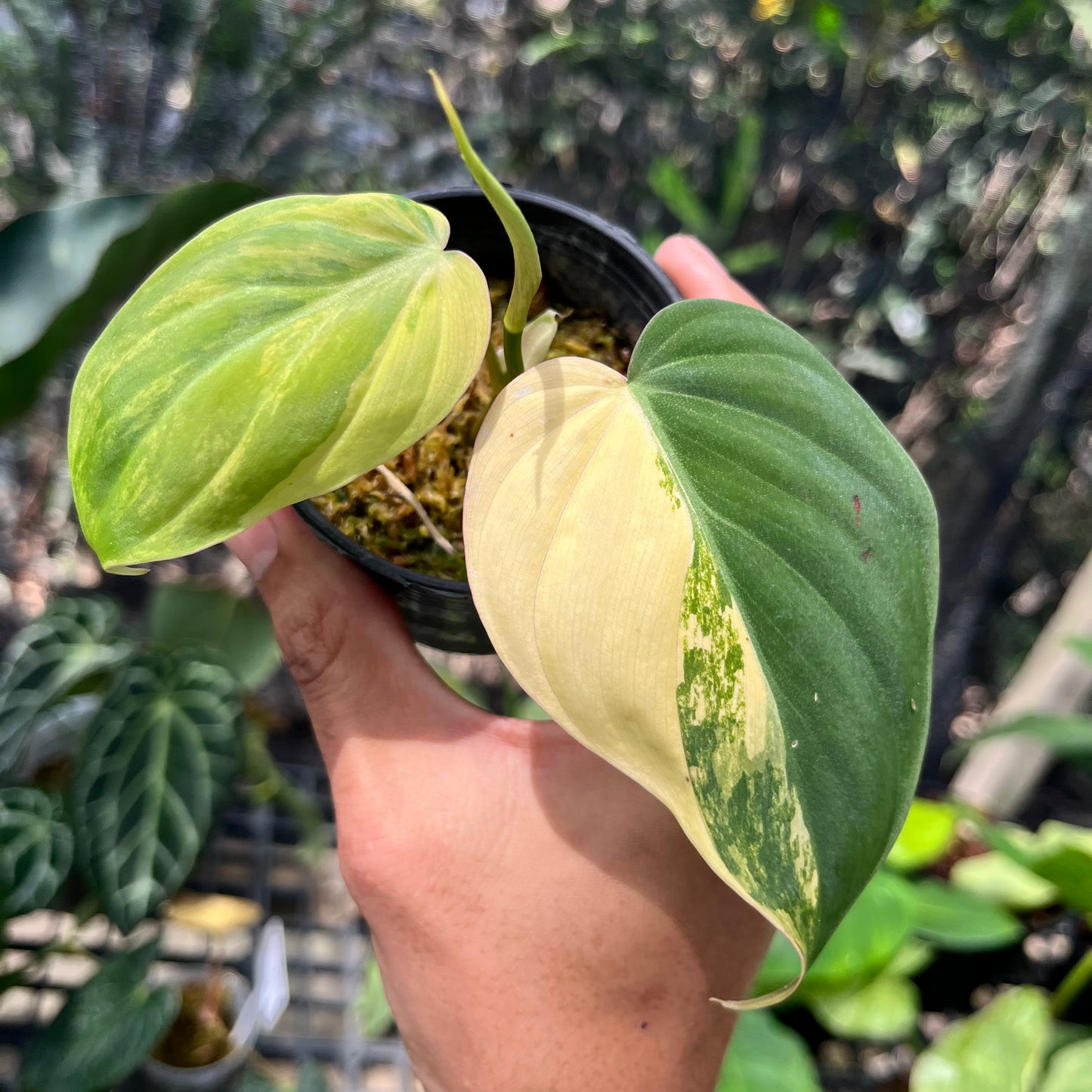 Philodendron Micans Variegated Aurea – greenroomplanter