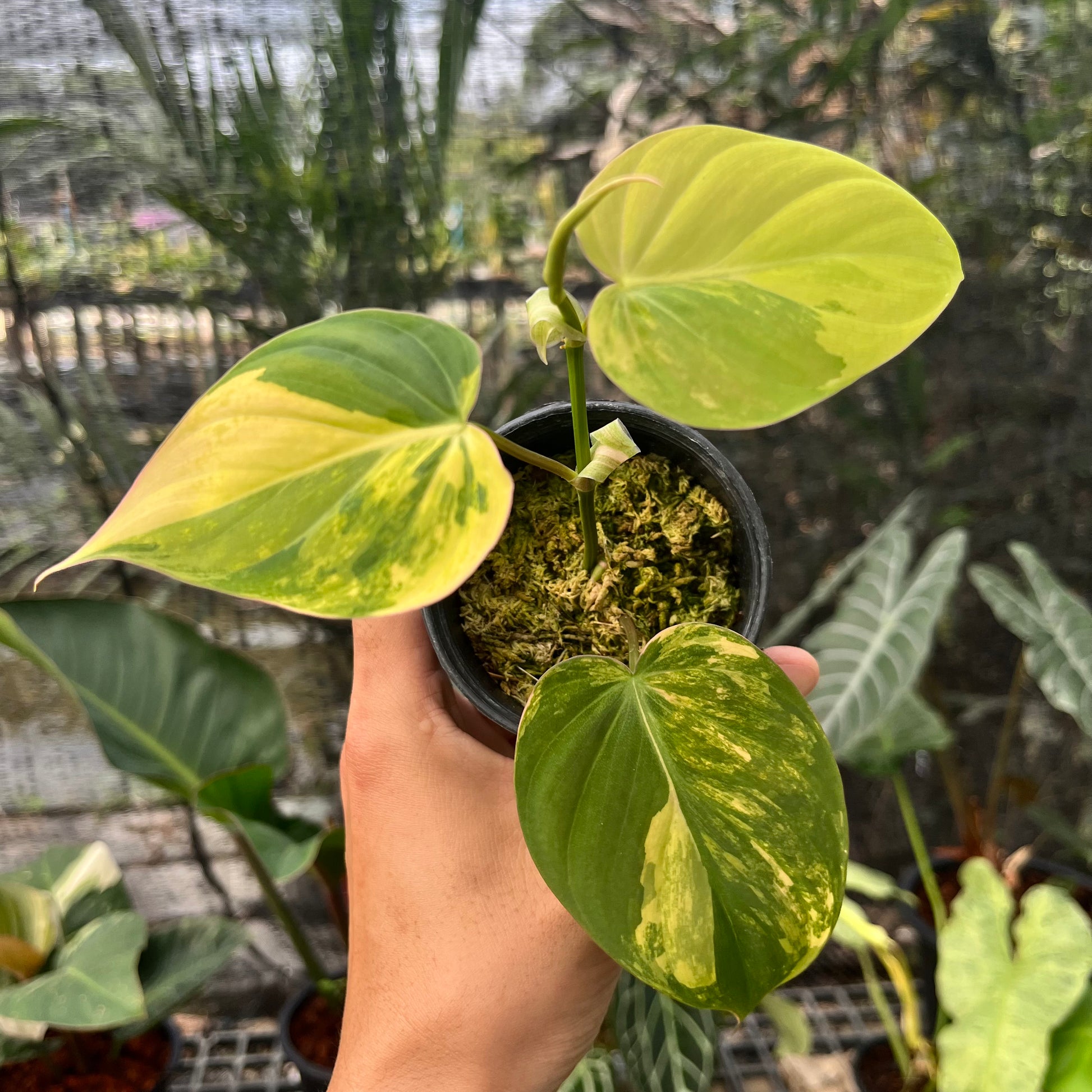 Philodendron Micans Variegated Aurea – greenroomplanter