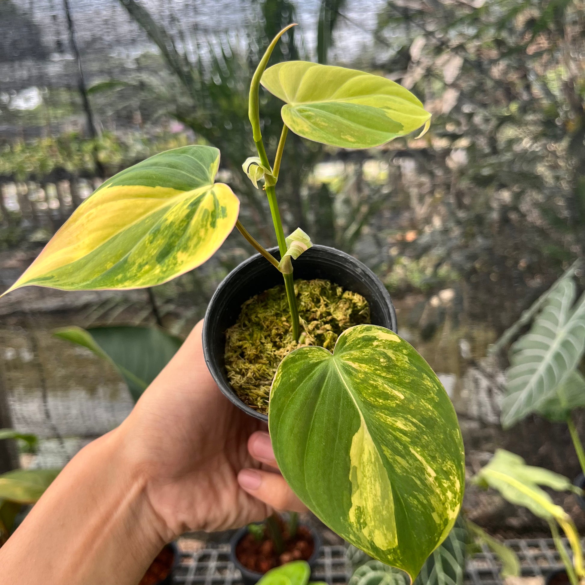 Philodendron Micans Variegated Aurea – greenroomplanter