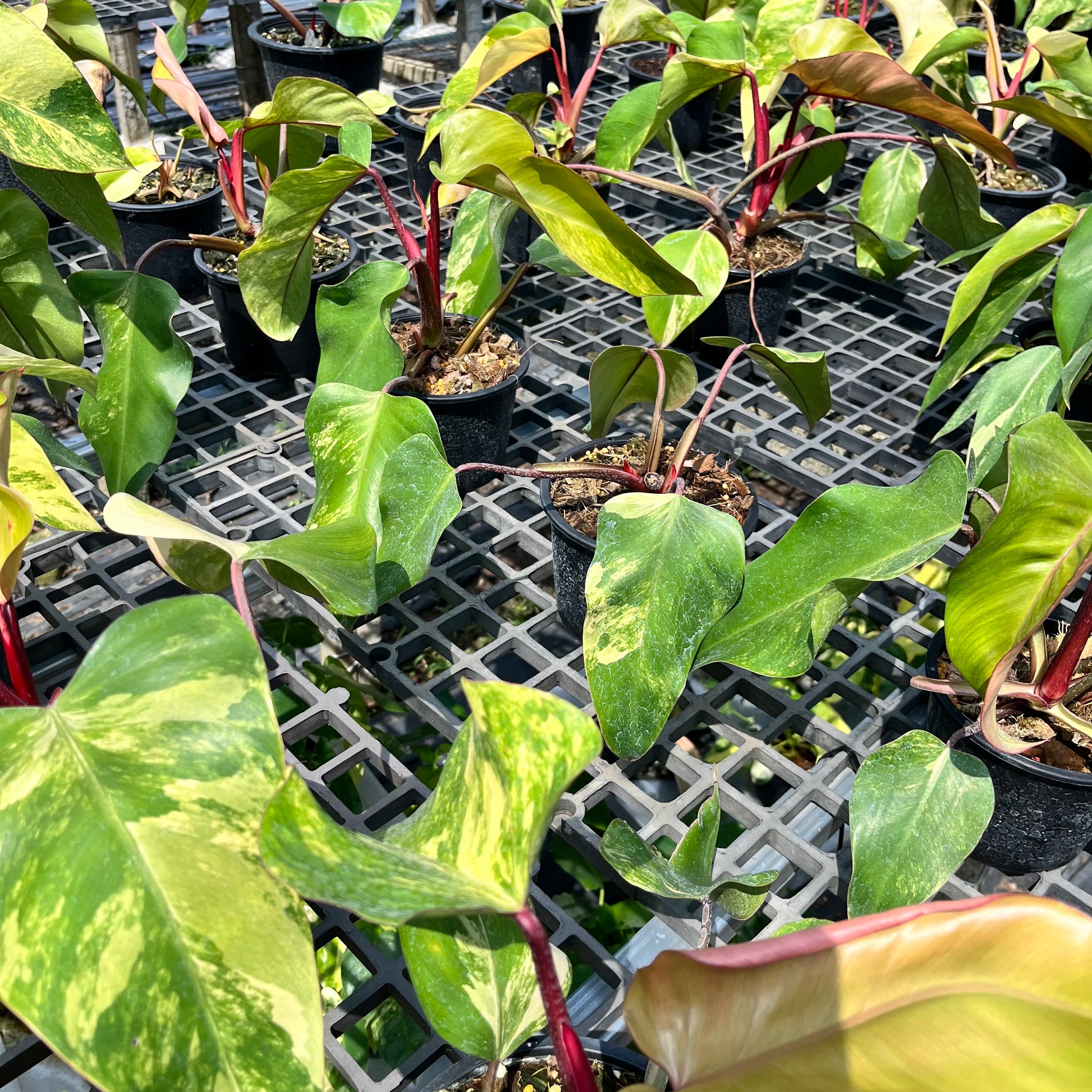 Philodendron Red Emerald Variegated - Strawberry Shake Variegated - Be ...