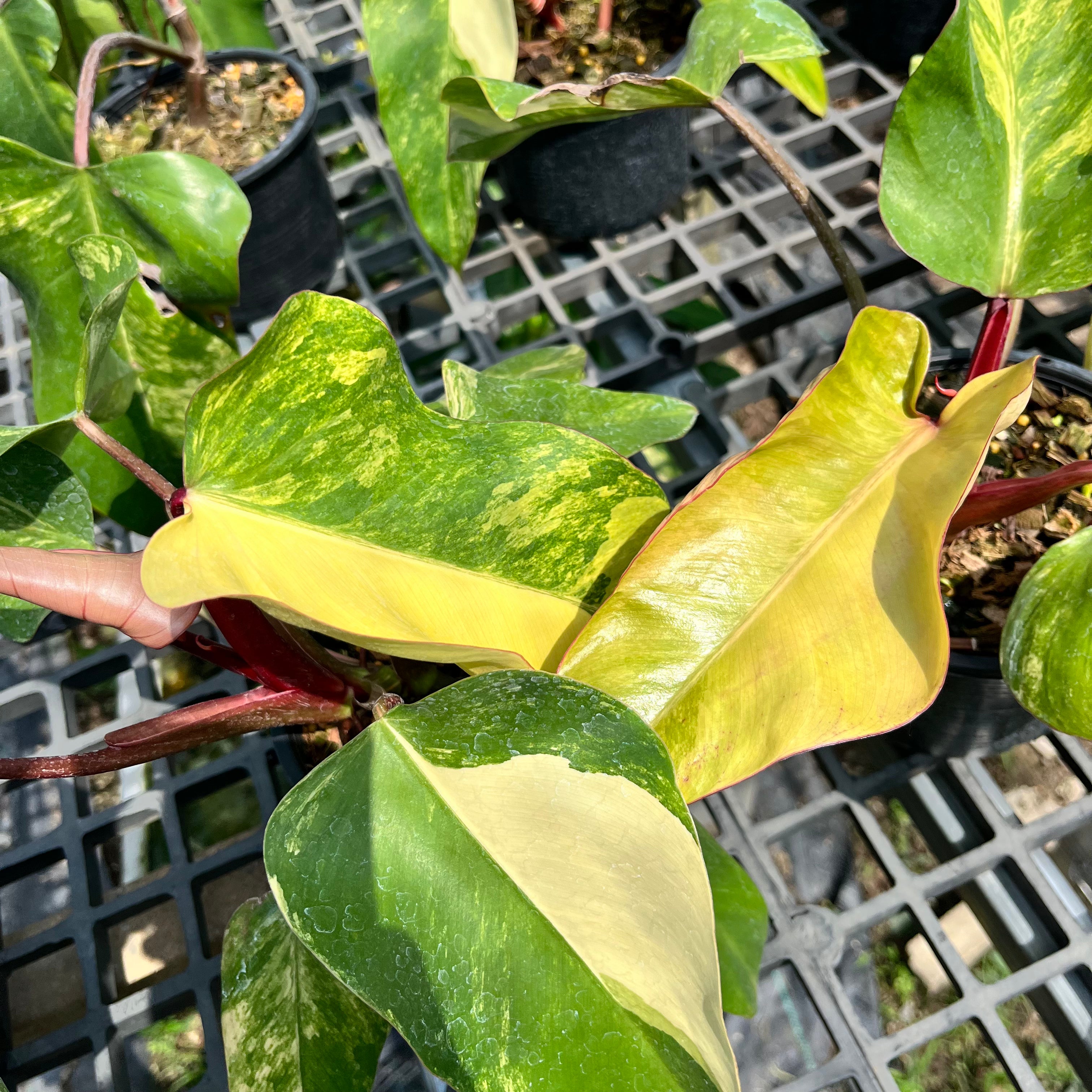 Philodendron Red Emerald Variegated - Strawberry Shake Variegated - Be ...