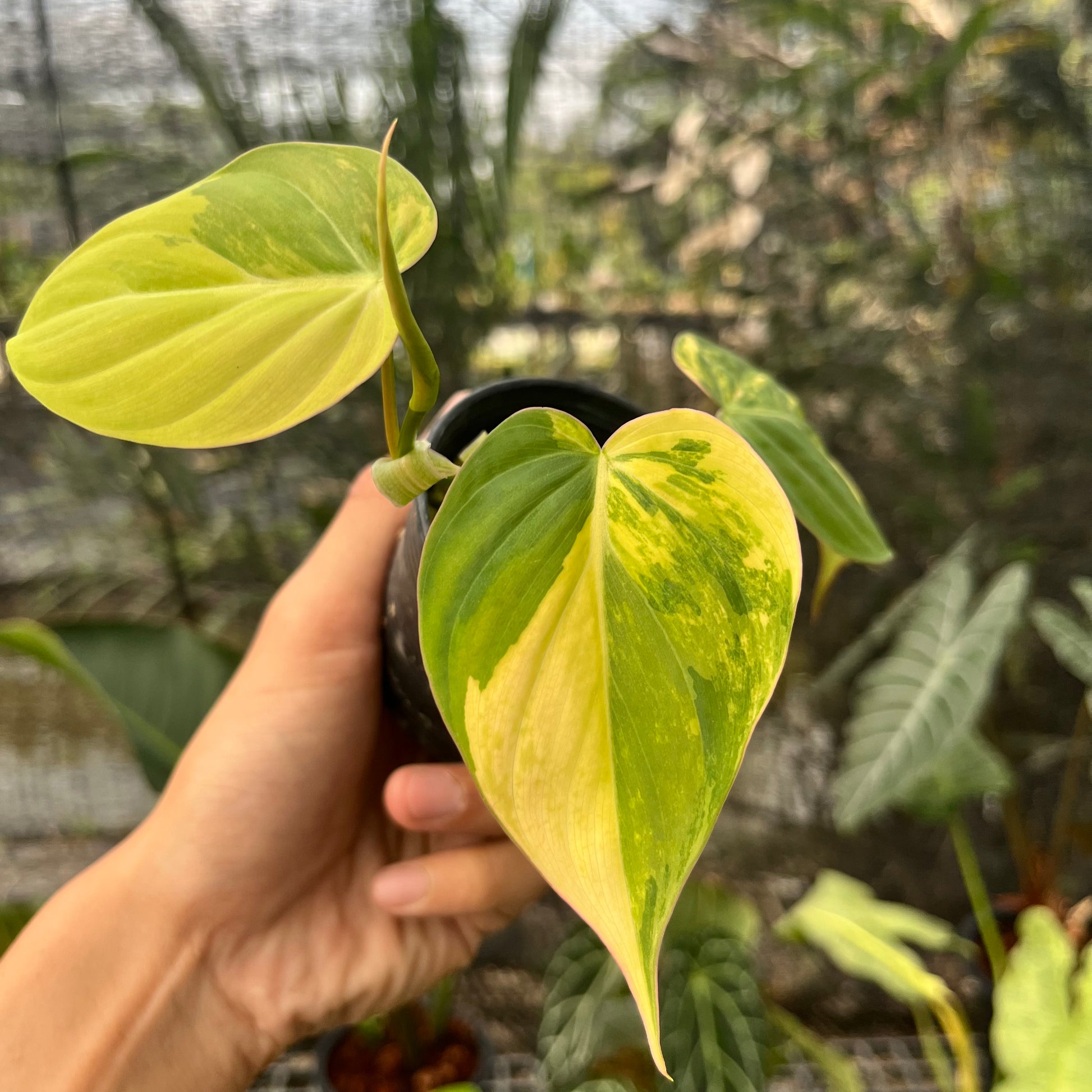 Philodendron Micans Variegated Aurea – greenroomplanter