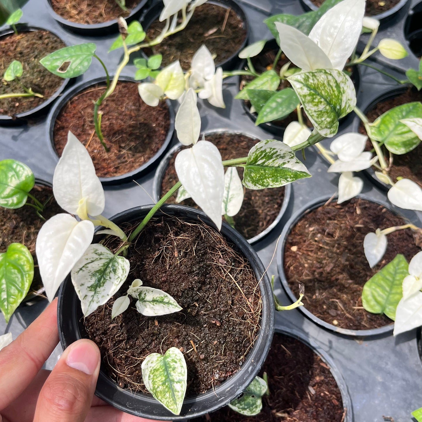 Epipremnum Cebu Blue Variegated Ghost (10 plants) – Greenroom Planter