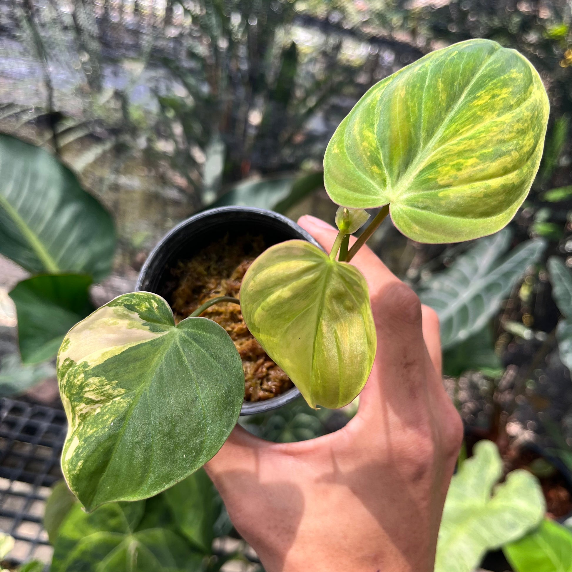 Philodendron Micans Variegated Aurea – greenroomplanter
