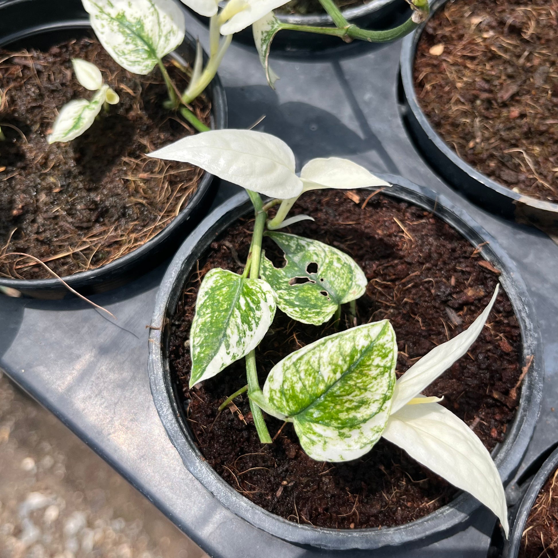 Epipremnum Cebu Blue Variegated Ghost (10 plants) – Greenroom Planter