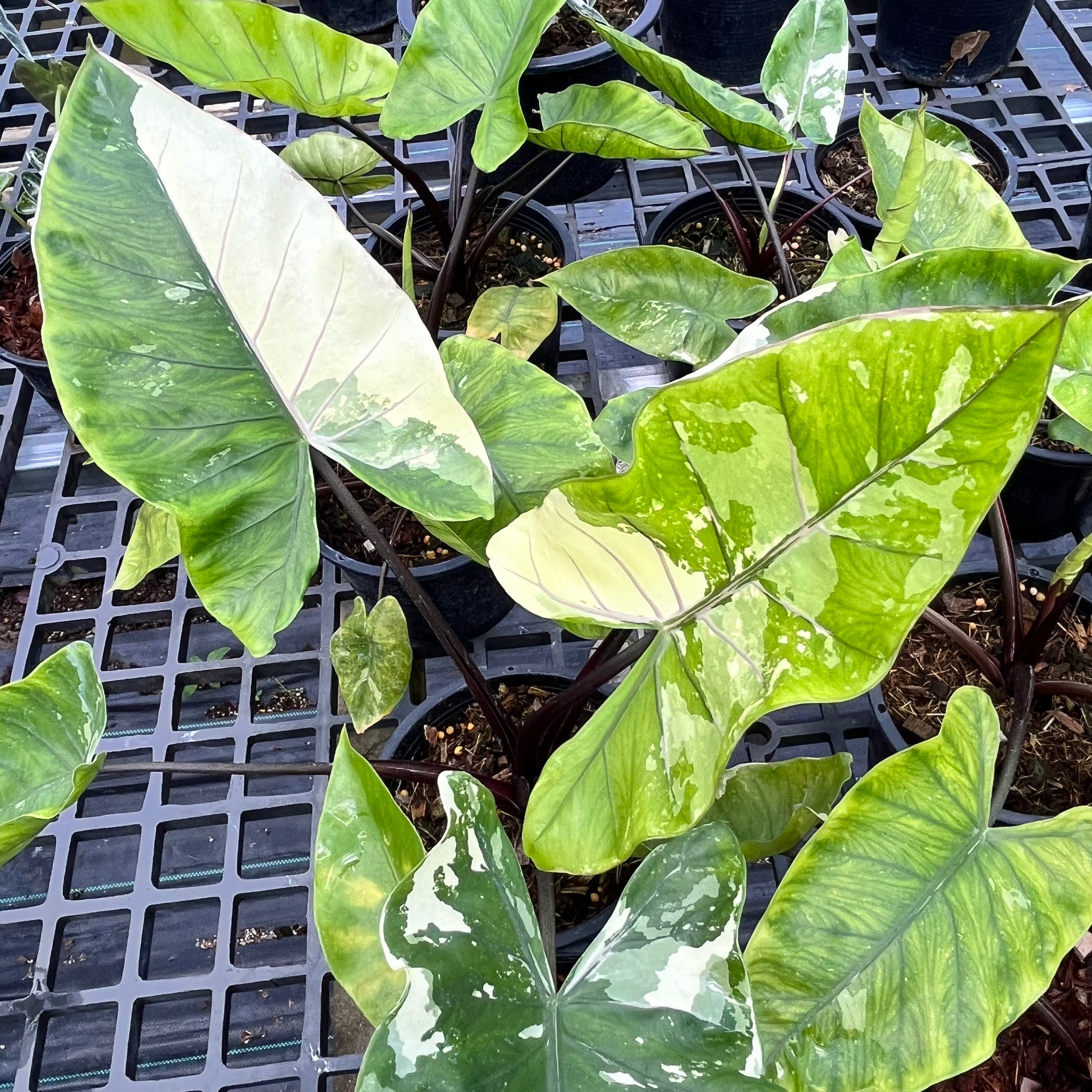 Alocasia Macrorrhiza ‘Black Stem’ Variegated – Greenroom Planter