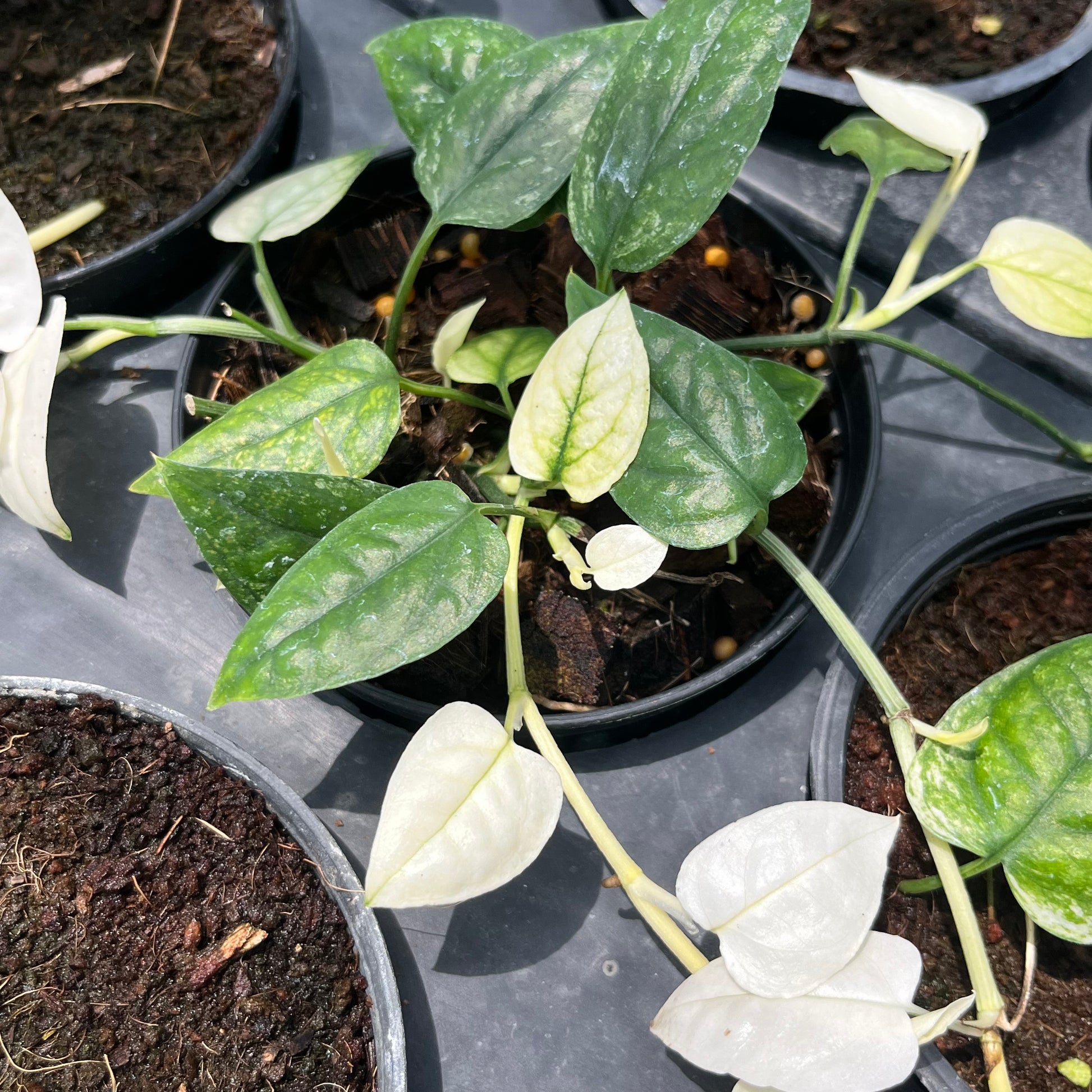 Epipremnum Cebu Blue Variegated Ghost (10 plants) – Greenroom Planter