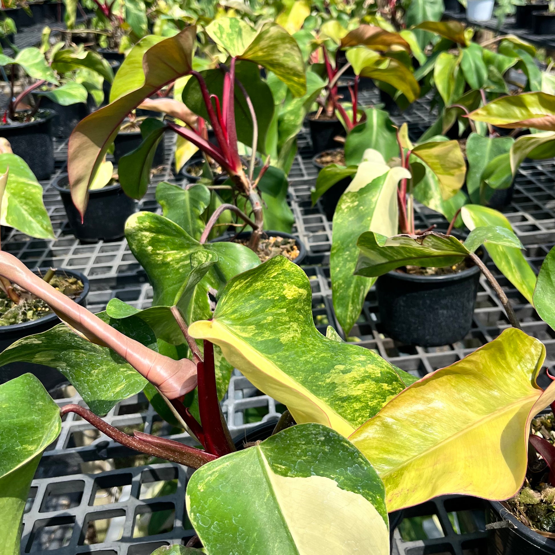 Philodendron Red Emerald Variegated - Strawberry Shake Variegated - Be ...