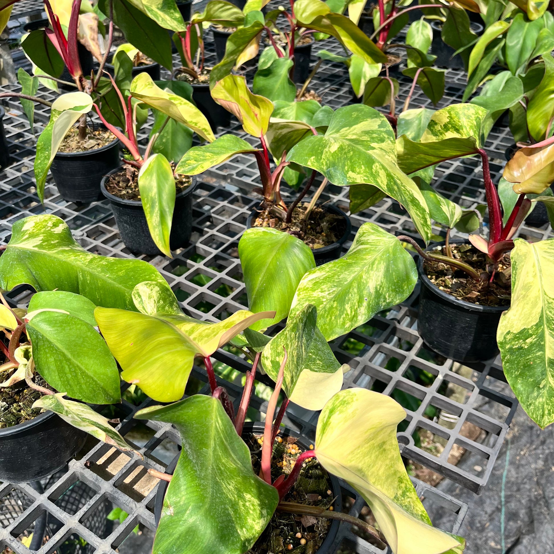Philodendron Red Emerald Variegated - Strawberry Shake Variegated - Be ...